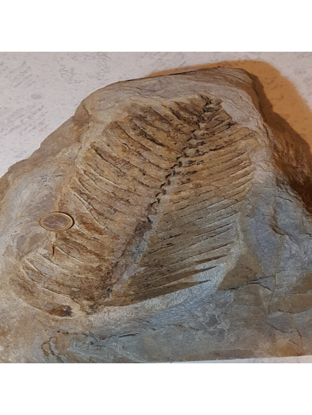 Ptilophyllum pectinoides - Yorkshire, Angleterre