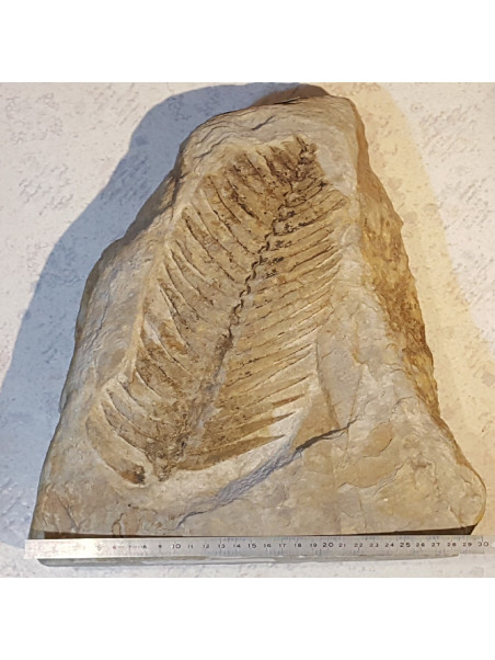 Ptilophyllum pectinoides - Yorkshire, Angleterre