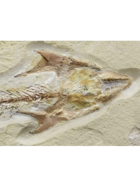 Coccodus insignis - Hgula, Liban