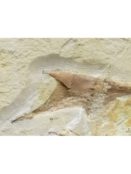 Coccodus insignis - Hgula, Liban