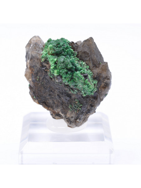 Torbernite on morion quartz - Entraygues, Aveyron, France