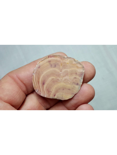 Solenopora jurassica poli - Charente Maritime, France
