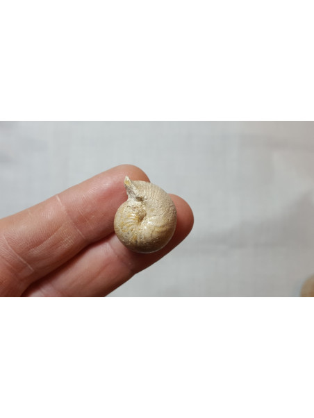 Sphaeroceras brongniarti - Vendée, France