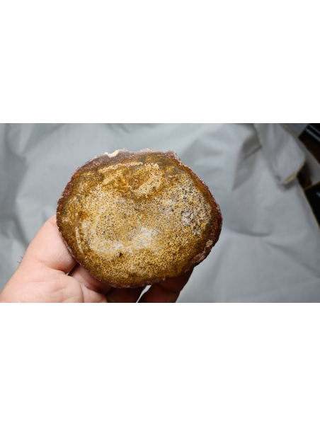 Psaronius brasiliensis - Czech Republic