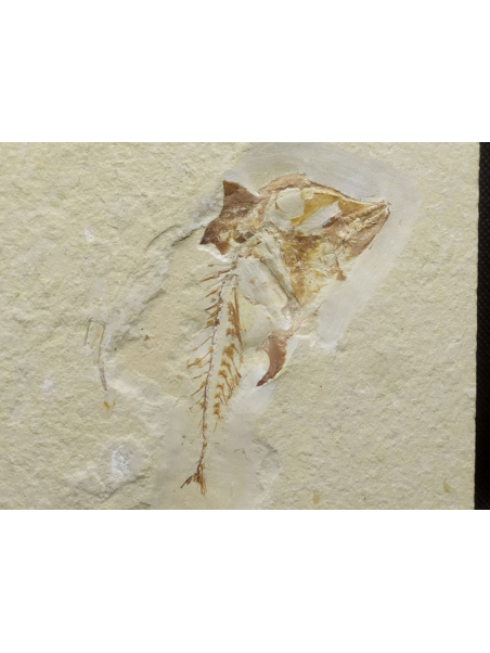 Coccodus lindstroemi – Profil view - Rare - Liban