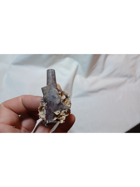 Crinoïde Apiocrinites - Charente Maritime, France